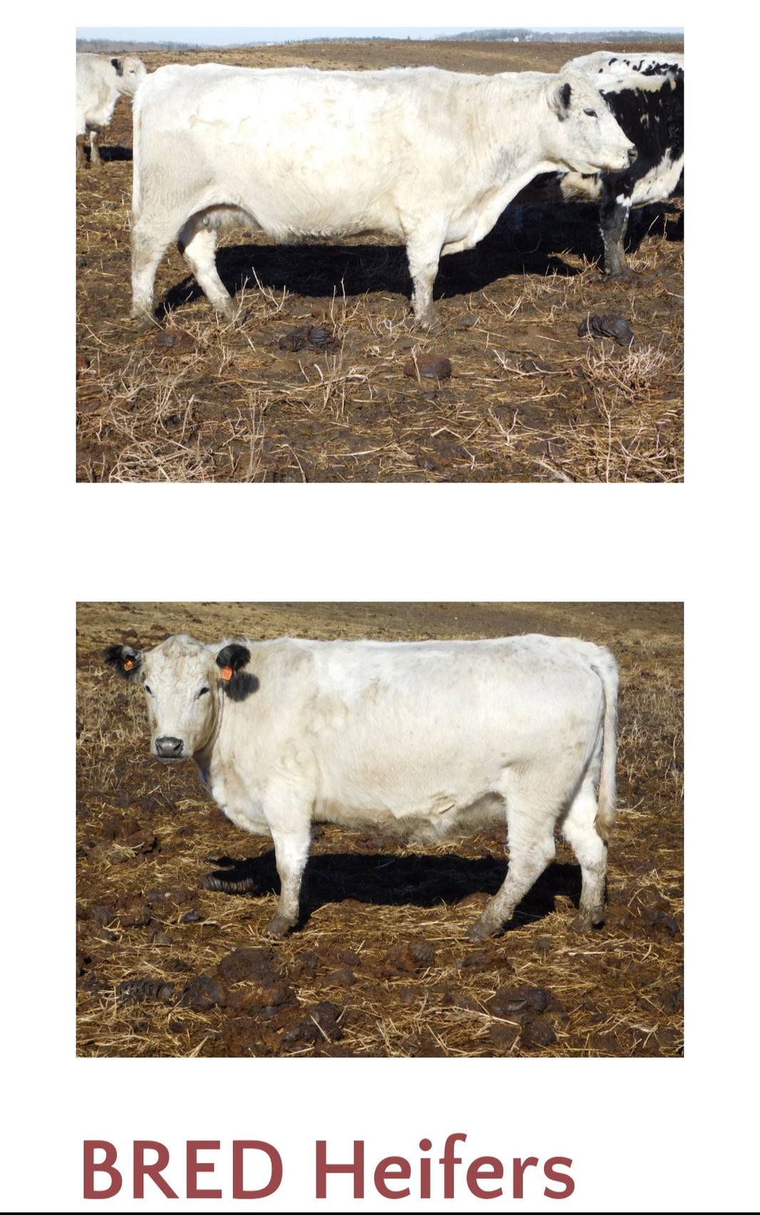 British White Cattle for Sale – British White Cattle Association of America