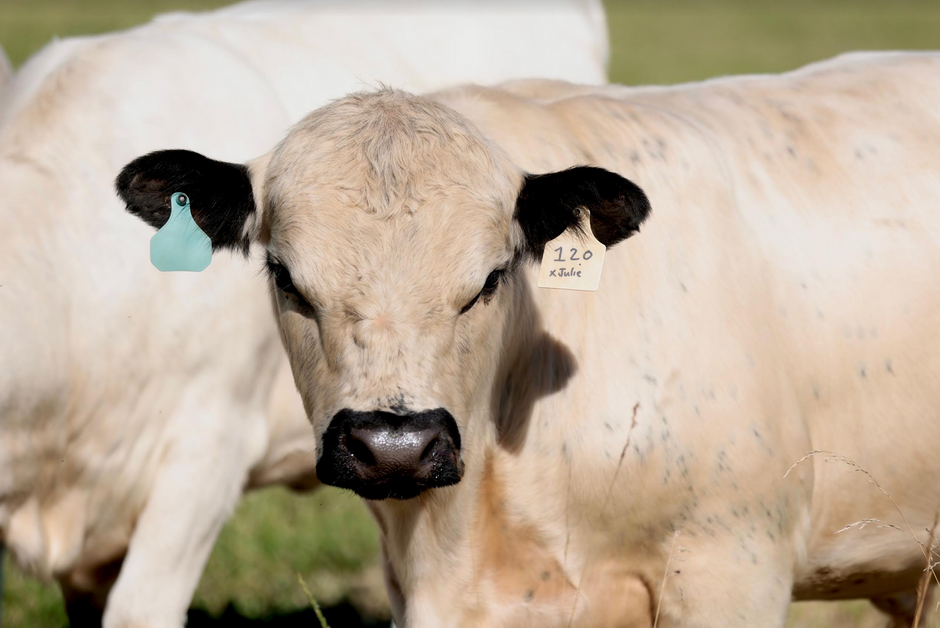 British White Cattle for Sale – British White Cattle Association of America
