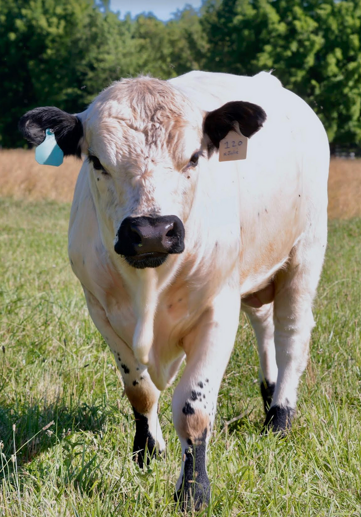 British White Cattle for Sale – British White Cattle Association of America