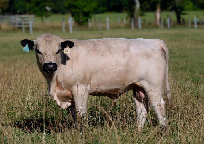 American Fullblood 16 mo. Bull – British White Cattle Association of ...