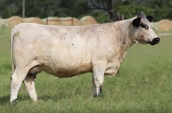 About British White Cattle – British White Cattle Association of America