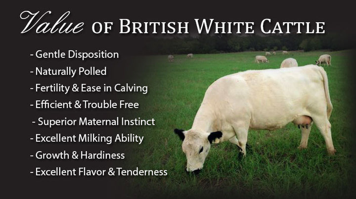 Welcome to the British White Cattle Association – British White Cattle ...