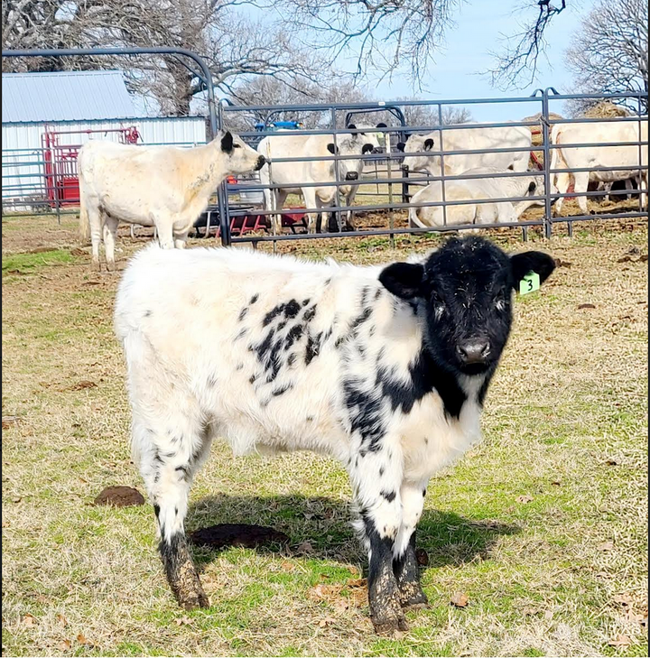 British White Cattle for Sale – British White Cattle Association of America
