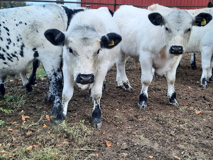 British White Cattle for Sale – British White Cattle Association of America